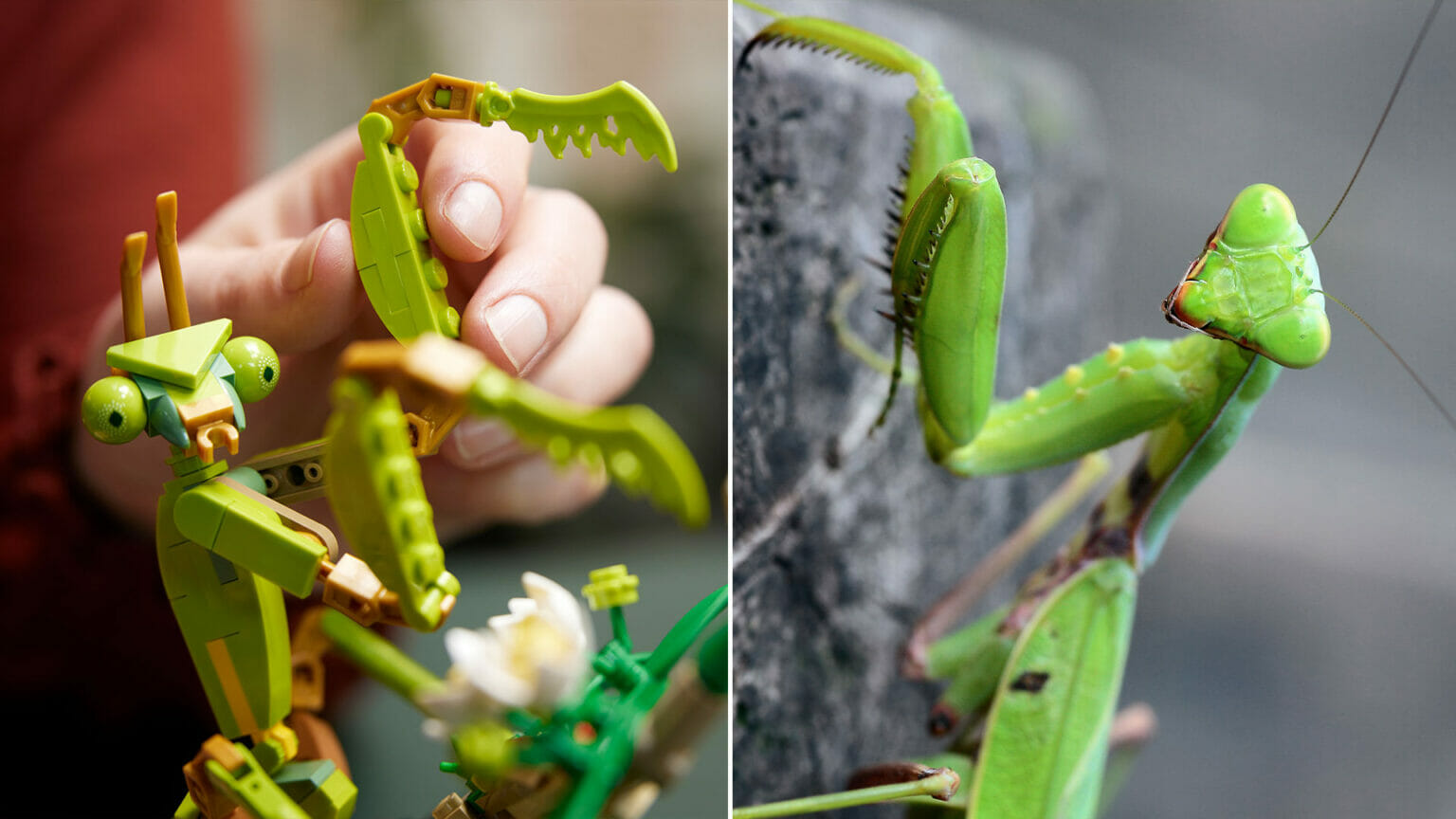 Discover the Wonders of the New LEGO® Insect Collection! - Brick Brains