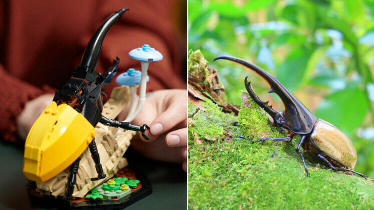 Discover the Wonders of the New LEGO® Insect Collection! - Brick Brains